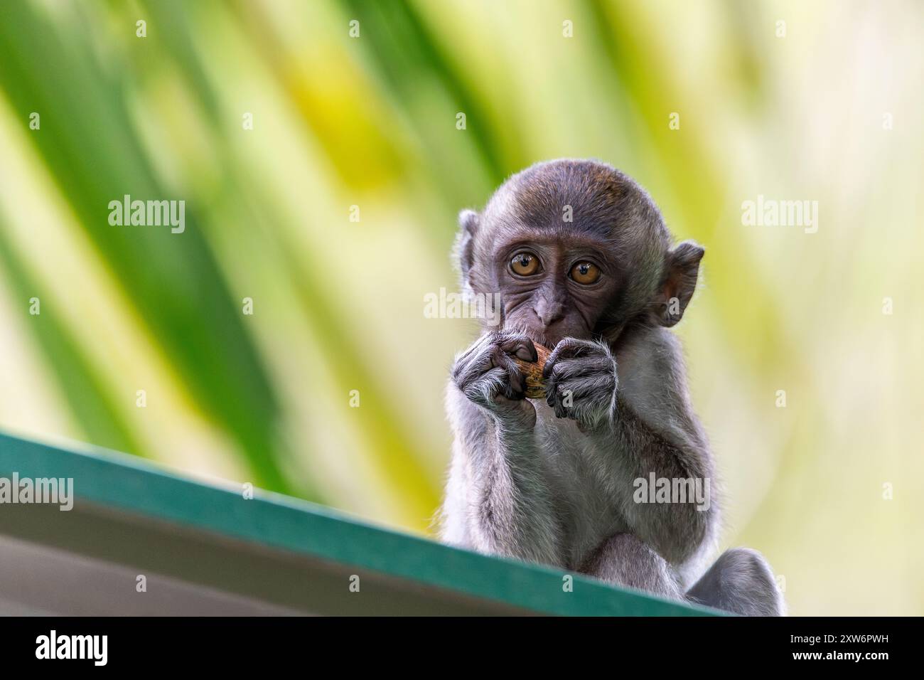 Young Long-tailed Macaque (Macaca fascicularis) Eating a Palm Fruit on ...