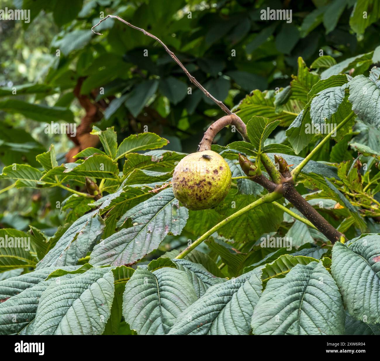 Horse Chestnut fruit ripening on tree Stock Photo - Alamy