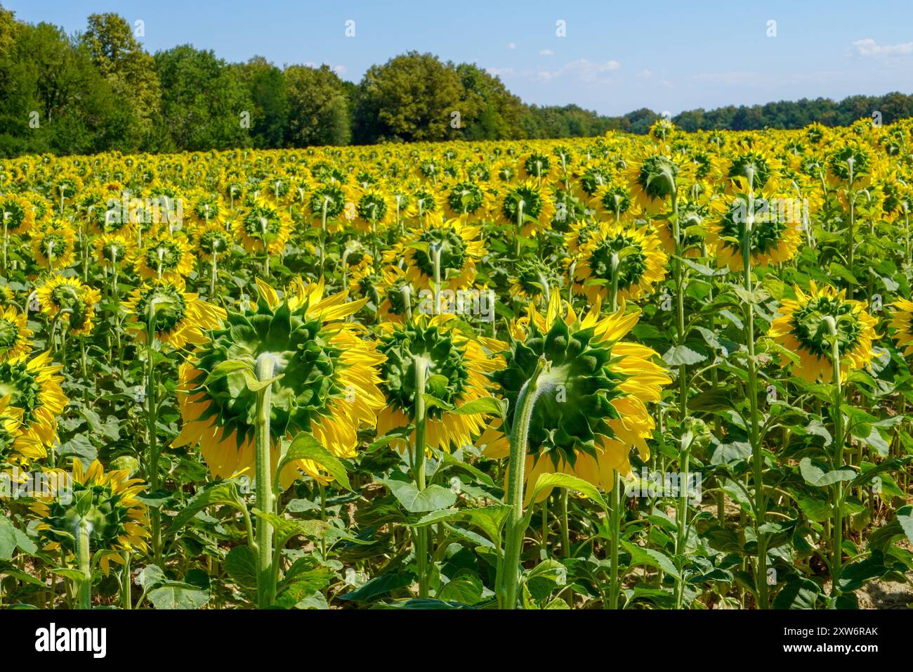 Beautiful blossoming sunflowers hi-res stock photography and images - Alamy