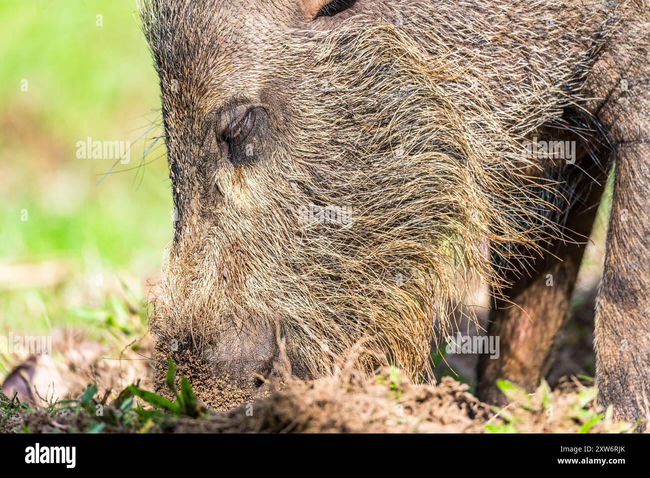 Palawan bearded pig hi-res stock photography and images - Alamy