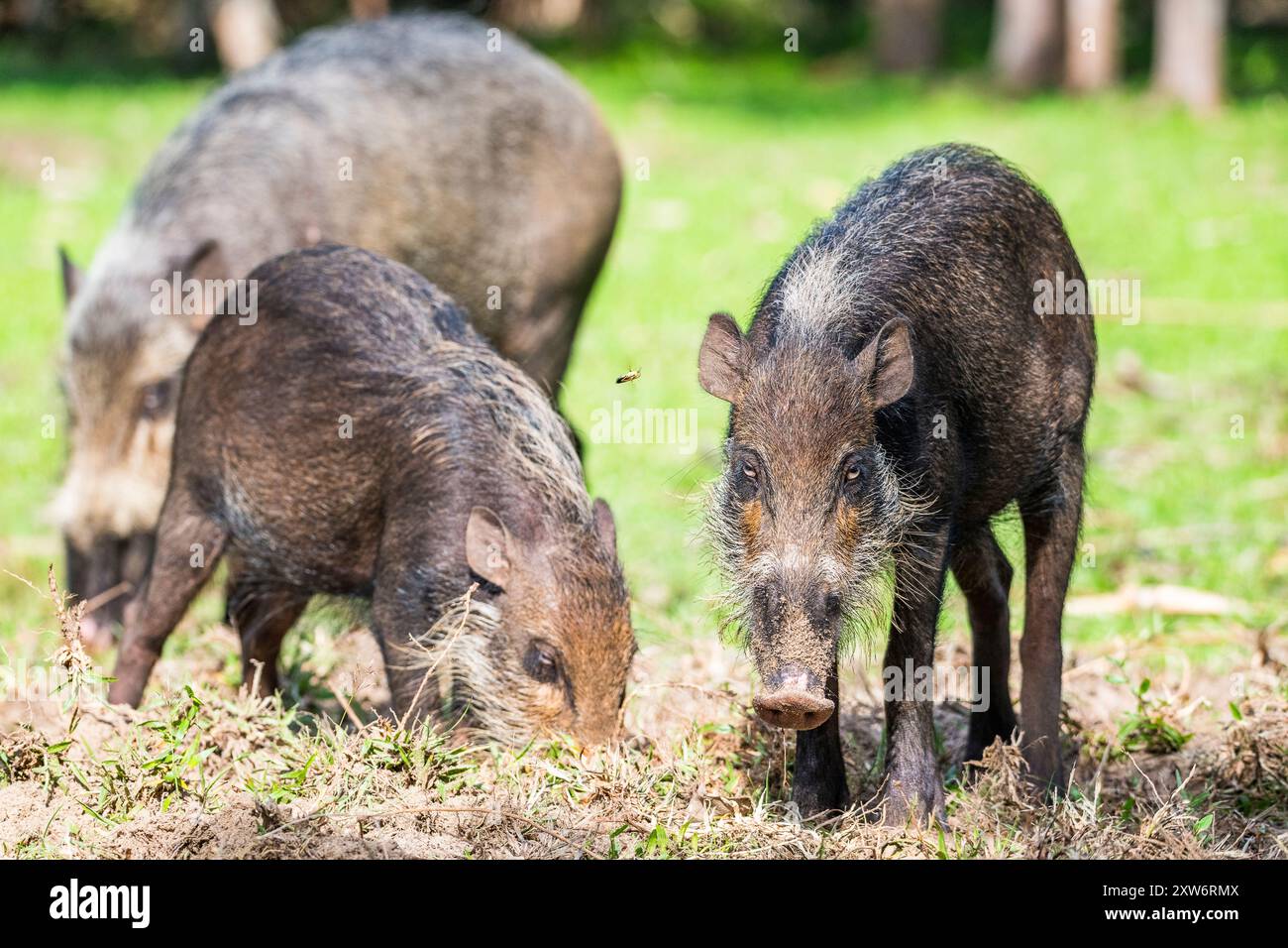 Bornean bearded pig (Sus barbatus), also known as the Sunda bearded pig ...