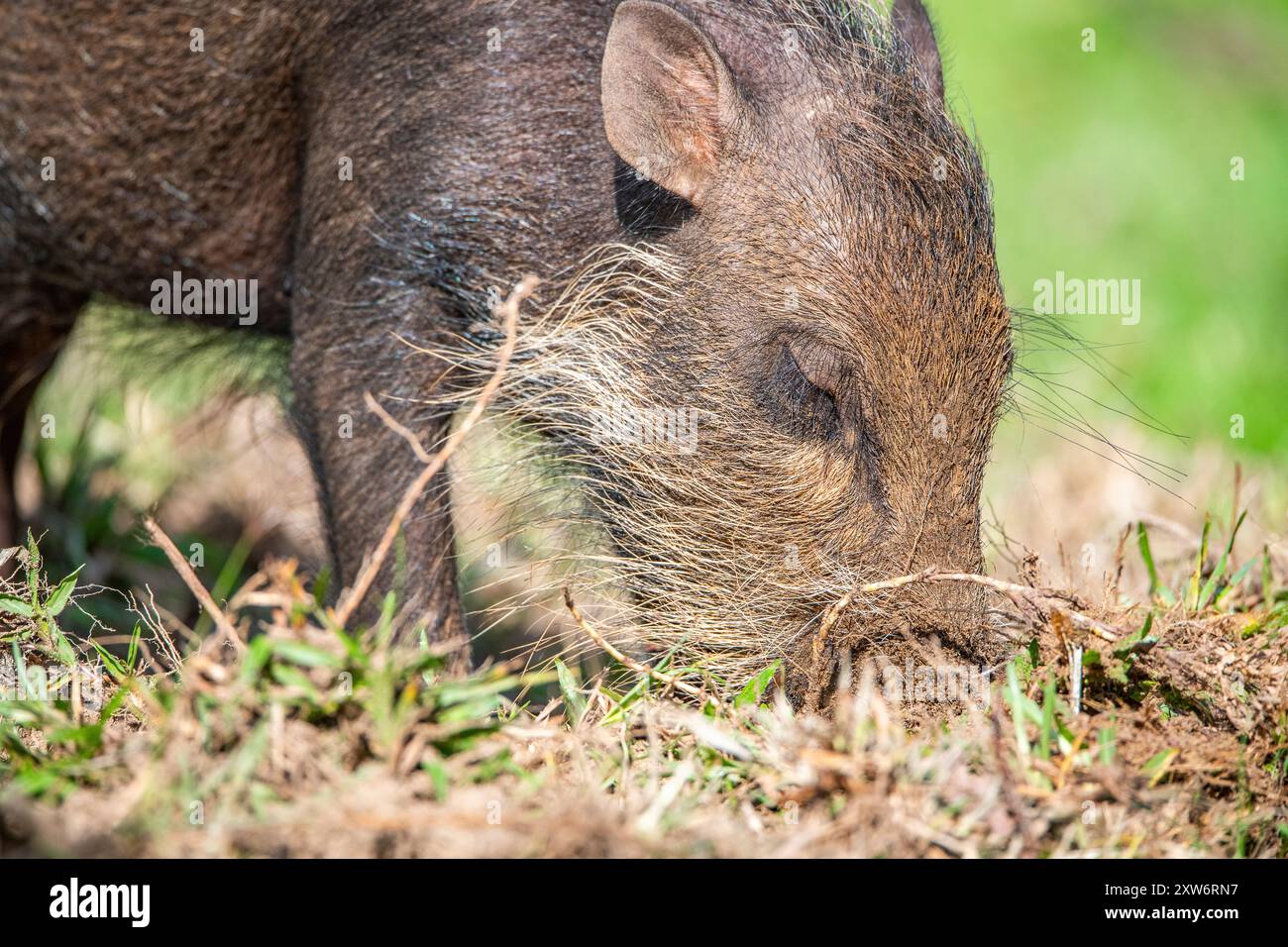 Bornean bearded pig (Sus barbatus), also known as the Sunda bearded pig ...