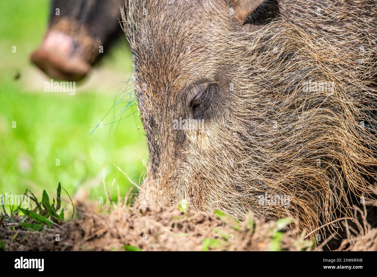 Bornean bearded pig (Sus barbatus), also known as the Sunda bearded pig ...