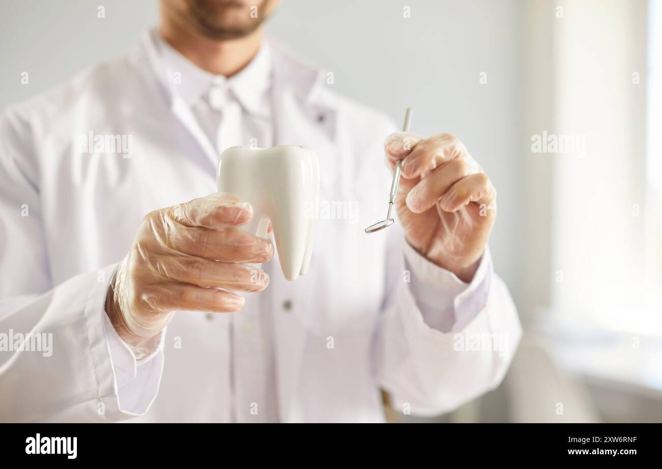 Dentist Holding Tooth Model and Instrument During Clinic Checkup Stock ...