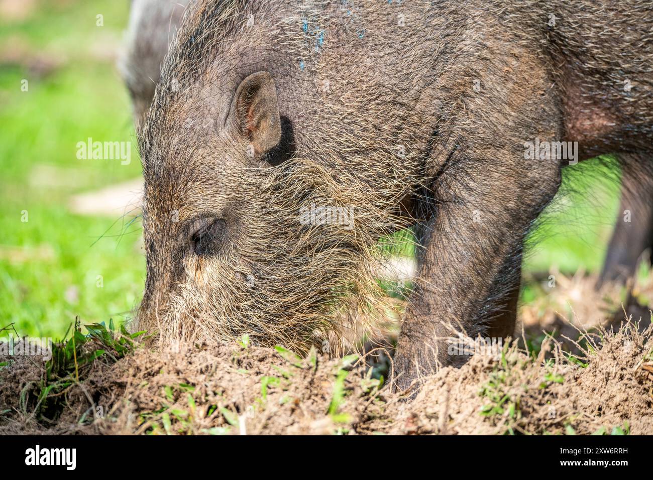 Bornean bearded pig (Sus barbatus), also known as the Sunda bearded pig ...