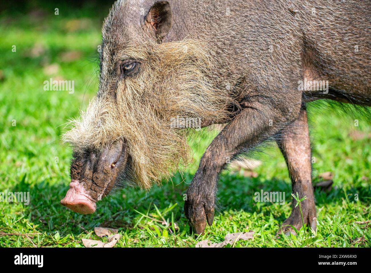 Palawan bearded pig hi-res stock photography and images - Alamy