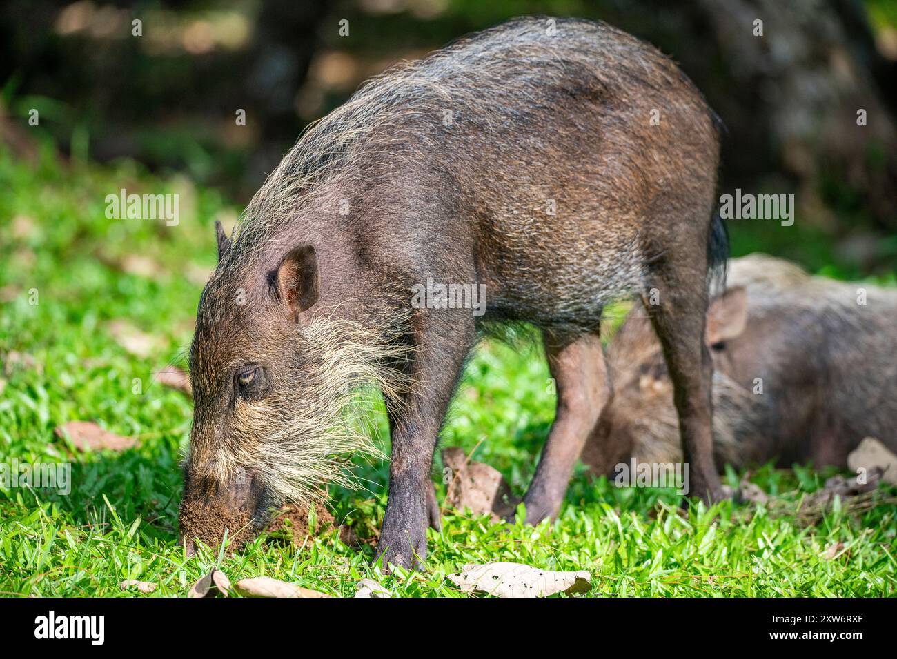 Bornean bearded pig (Sus barbatus), also known as the Sunda bearded pig ...