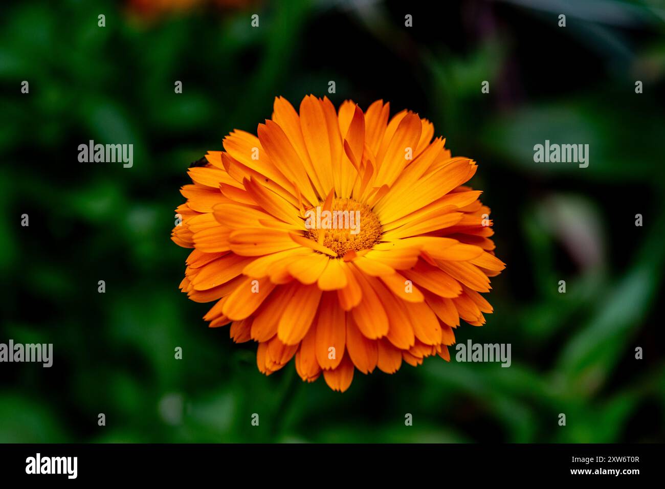 Calendula officinalis (pot marigold Stock Photo - Alamy