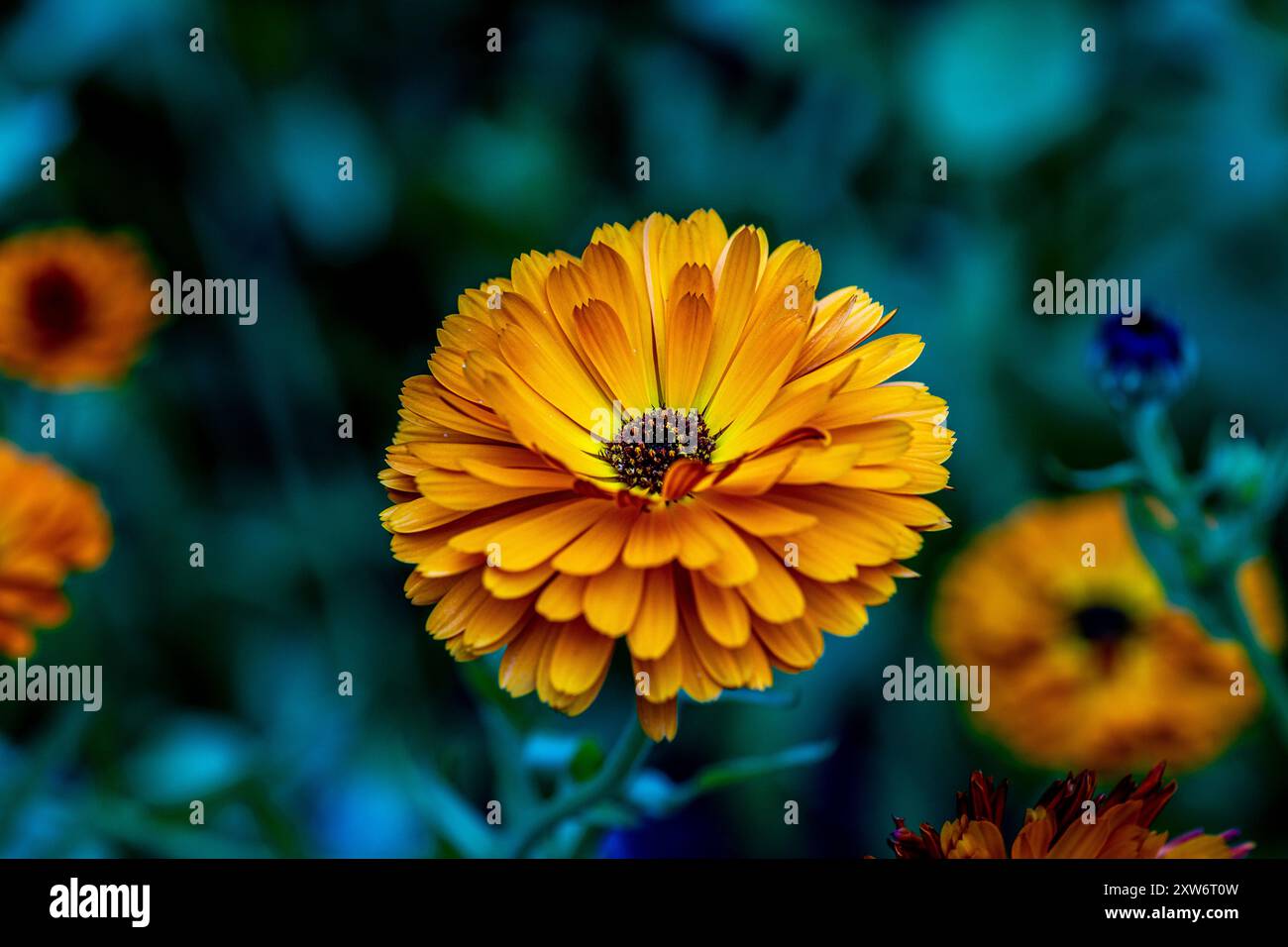 Calendula officinalis (pot marigold Stock Photo - Alamy