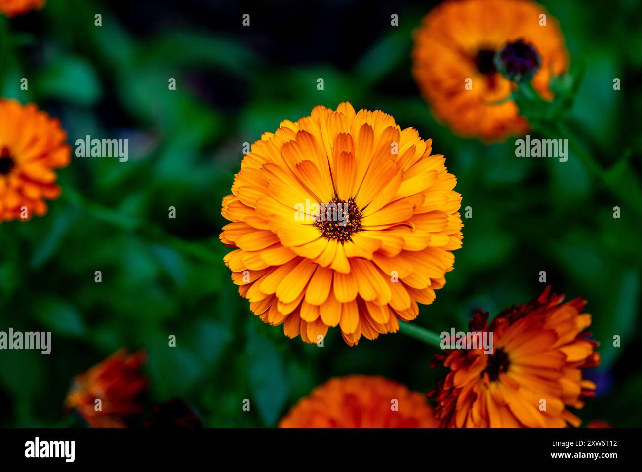 Calendula officinalis (pot marigold Stock Photo - Alamy