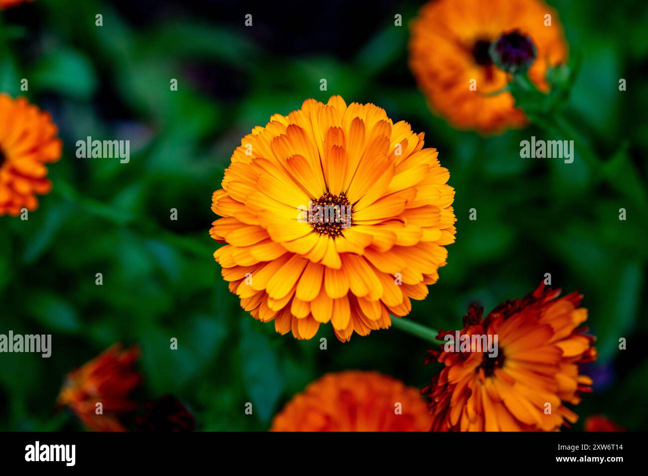 Calendula officinalis (pot marigold Stock Photo - Alamy
