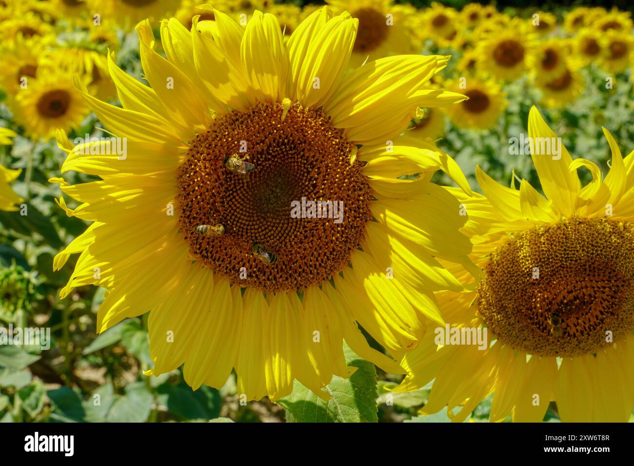 Bees collect nectar from a sunflower plant with many sunflower plants ...