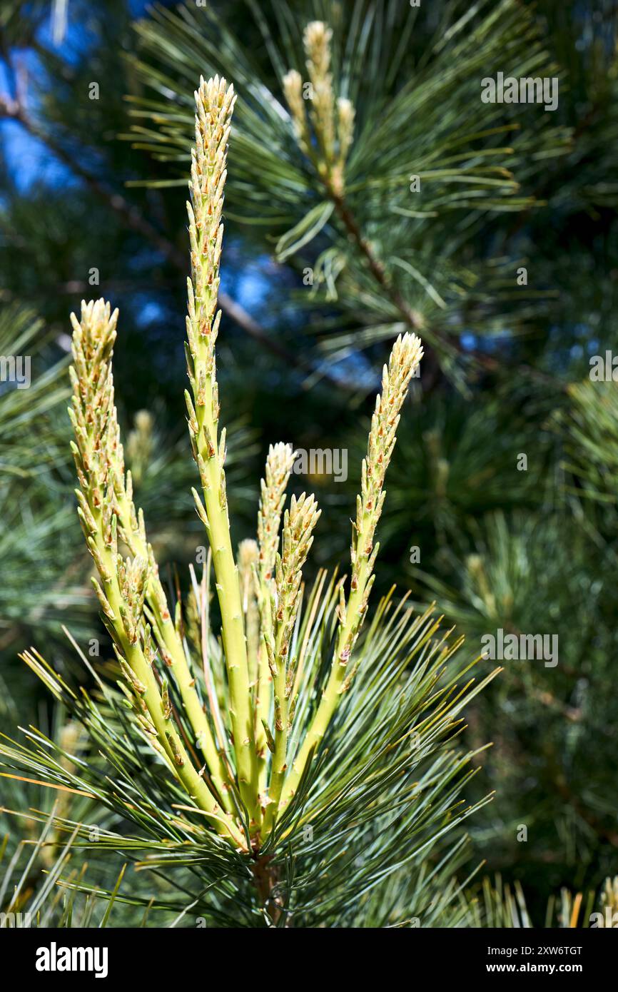 Flowering blooms of Pinus cembra known as Swiss stone pine Arolla ...