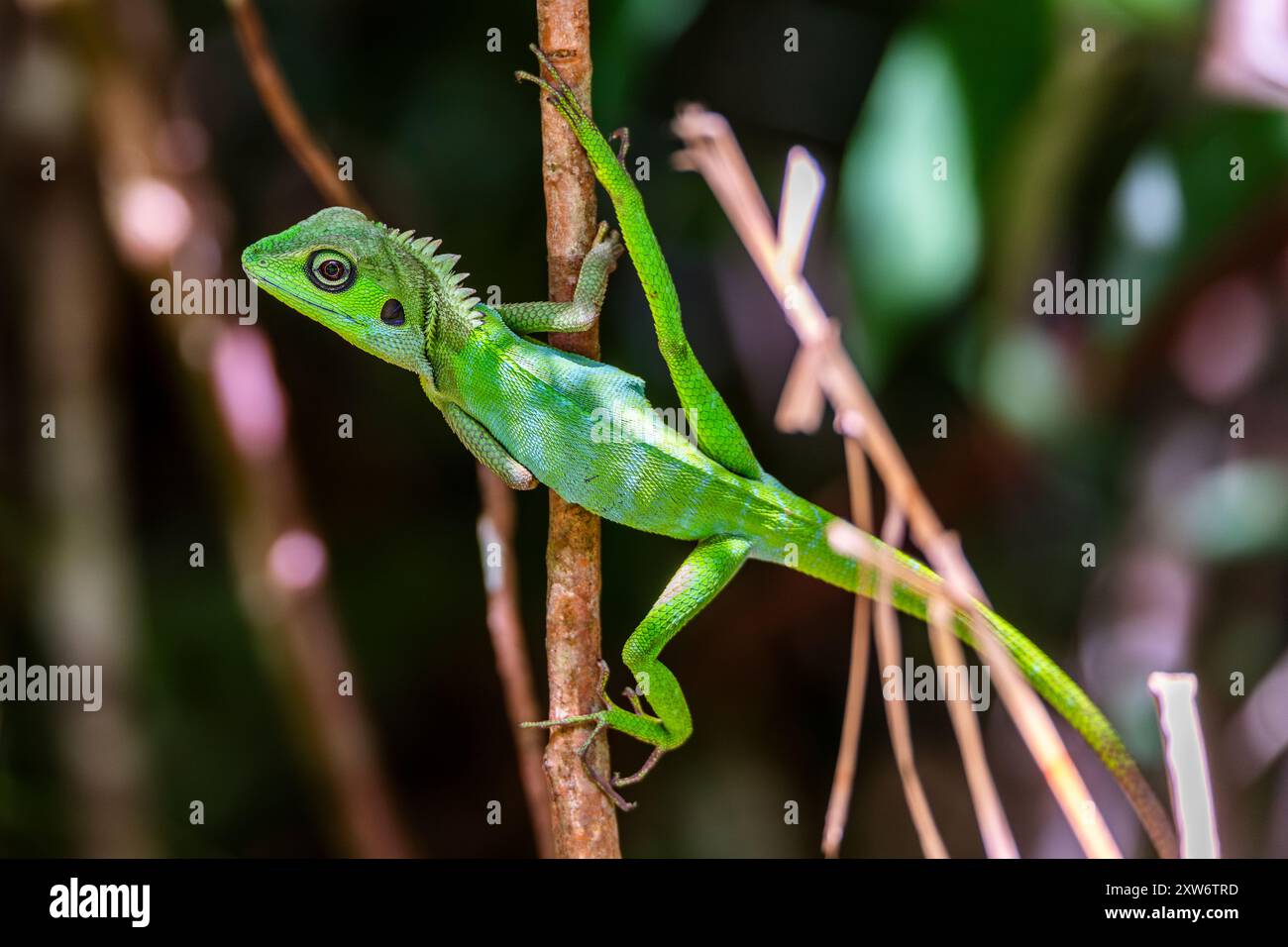 Bronchocela cristatella, the green crested lizard, a Species of Lizard ...