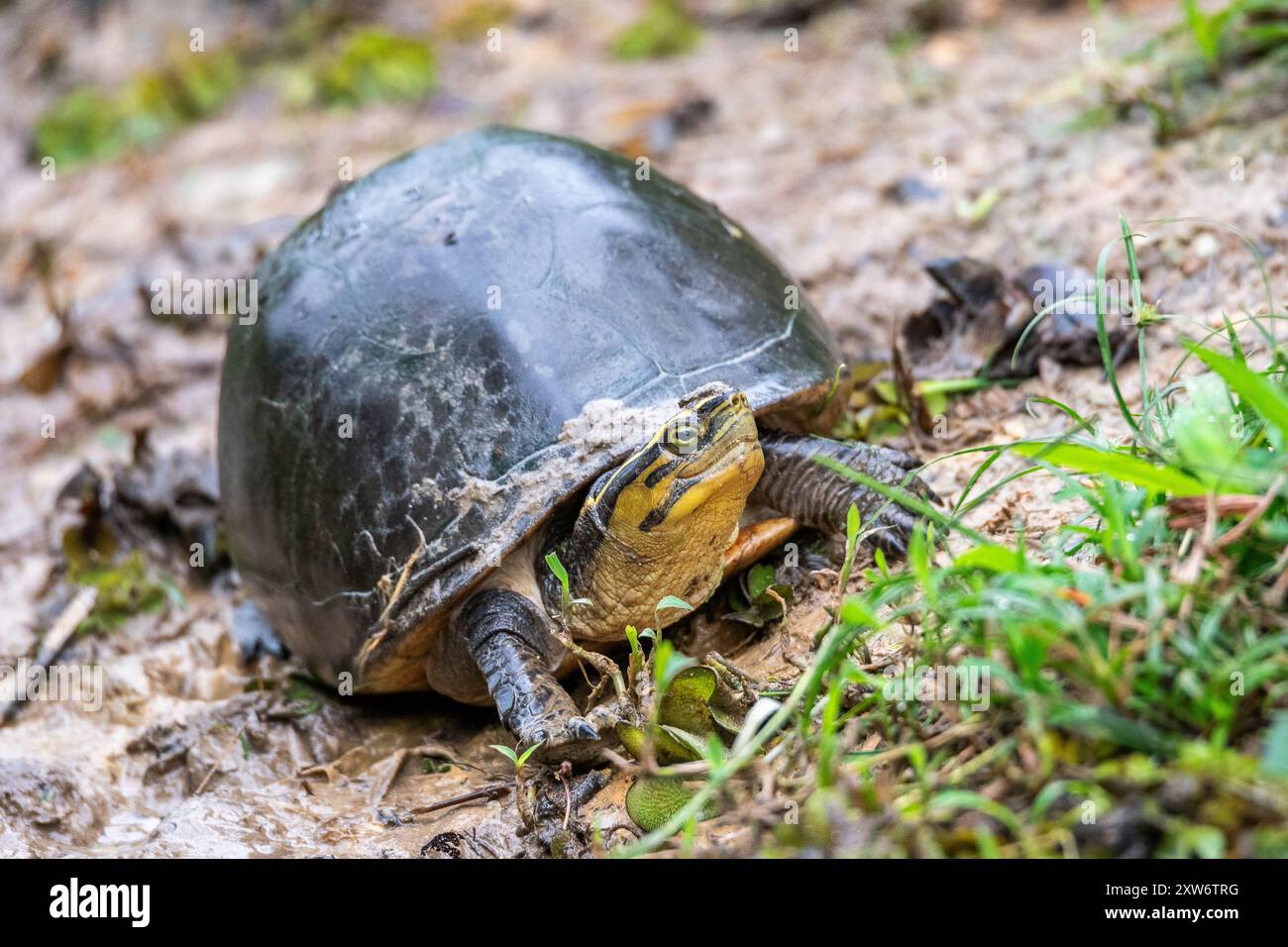 Cuora amboinensis, Malaysian Box Turtle, a Species in the Geoemydidae ...