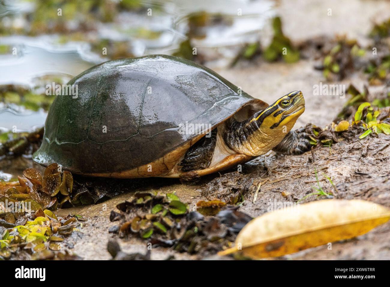 Cuora amboinensis, Malaysian Box Turtle, a Species in the Geoemydidae ...
