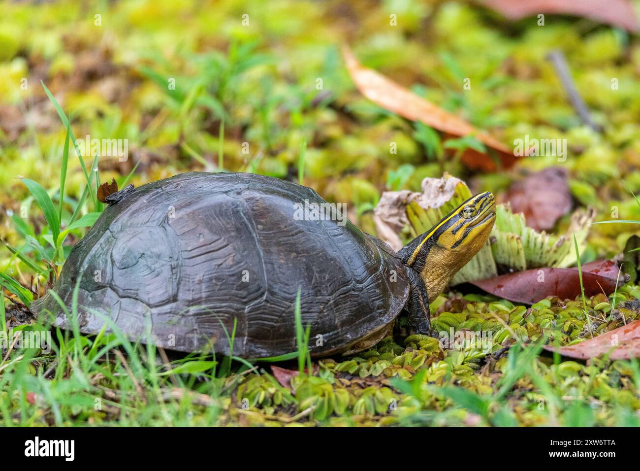 Cuora amboinensis, Malaysian Box Turtle, a Species in the Geoemydidae ...