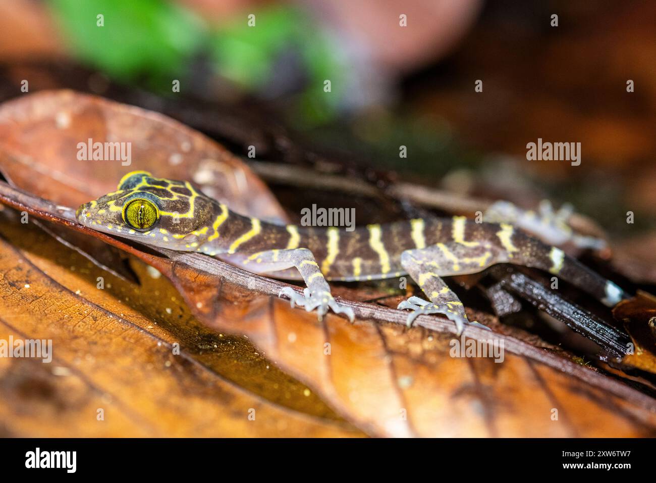 Peters's bow-fingered gecko or the thin-banded forest gecko ...