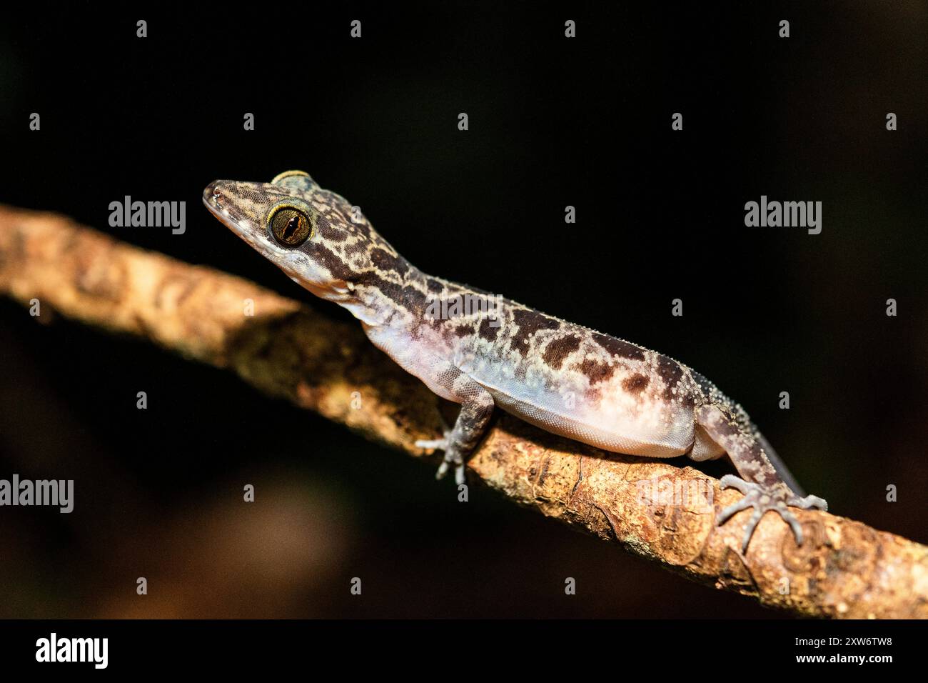 Inger's bow-fingered gecko (Cyrtodactylus pubisulcus), a Species of ...