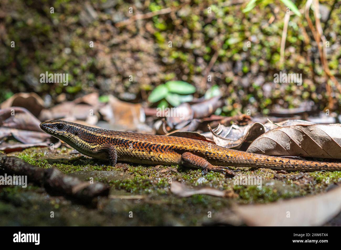 Eutropis rudis, commonly known as the rough mabuya or brown mabuya, a ...
