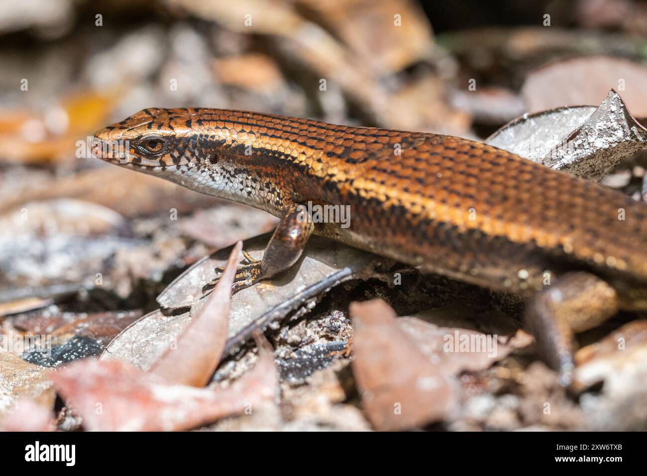 Eutropis multifasciata, commonly known as the East Indian brown mabuya ...