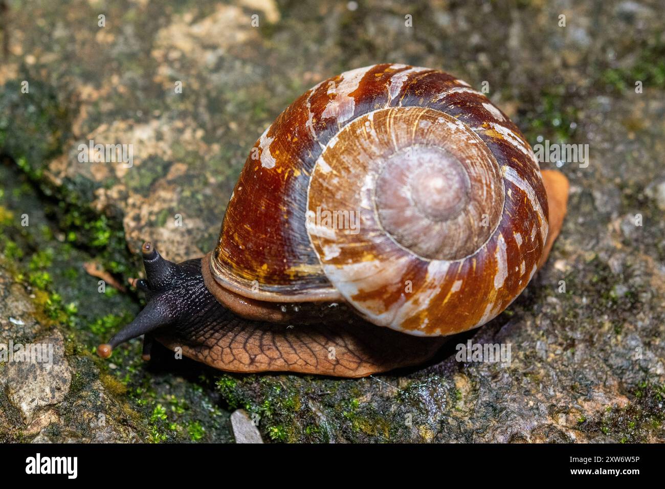 Exrhysota brookei, a Species of Giant Snail Stock Photo - Alamy