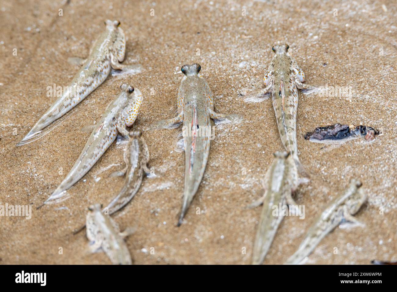 Periophthalmus chrysospilos, a Species of Mudskipper in the Gobiidae ...