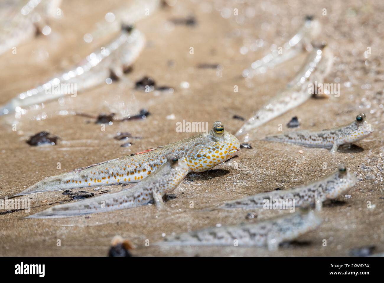 Periophthalmus chrysospilos, a Species of Mudskipper in the Gobiidae ...