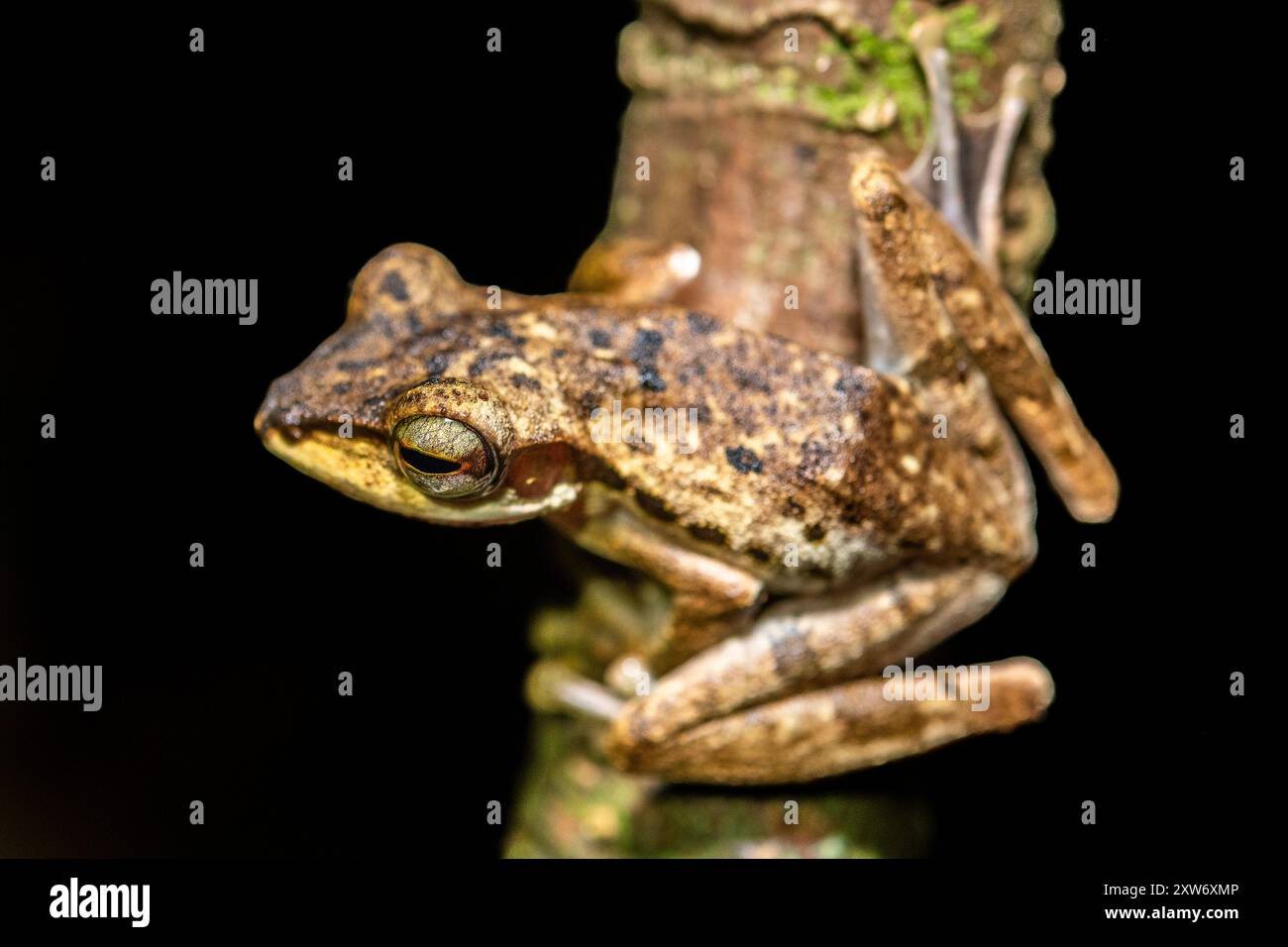 Dark eared tree frog polypedates macrotis hi-res stock photography and ...