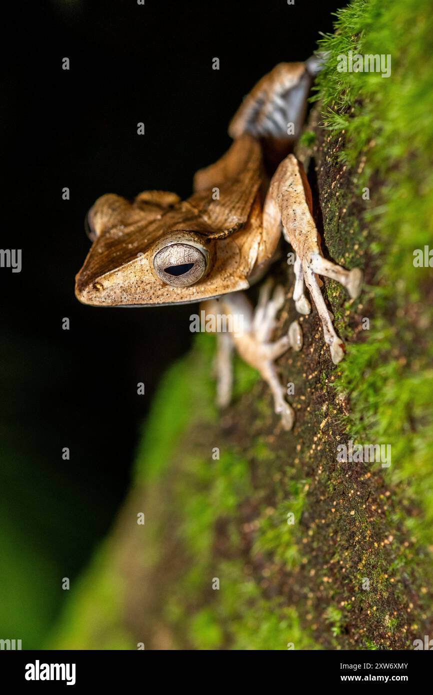 Polypedates otilophus: The File-Eared Tree Frog of Borneo Stock Photo ...