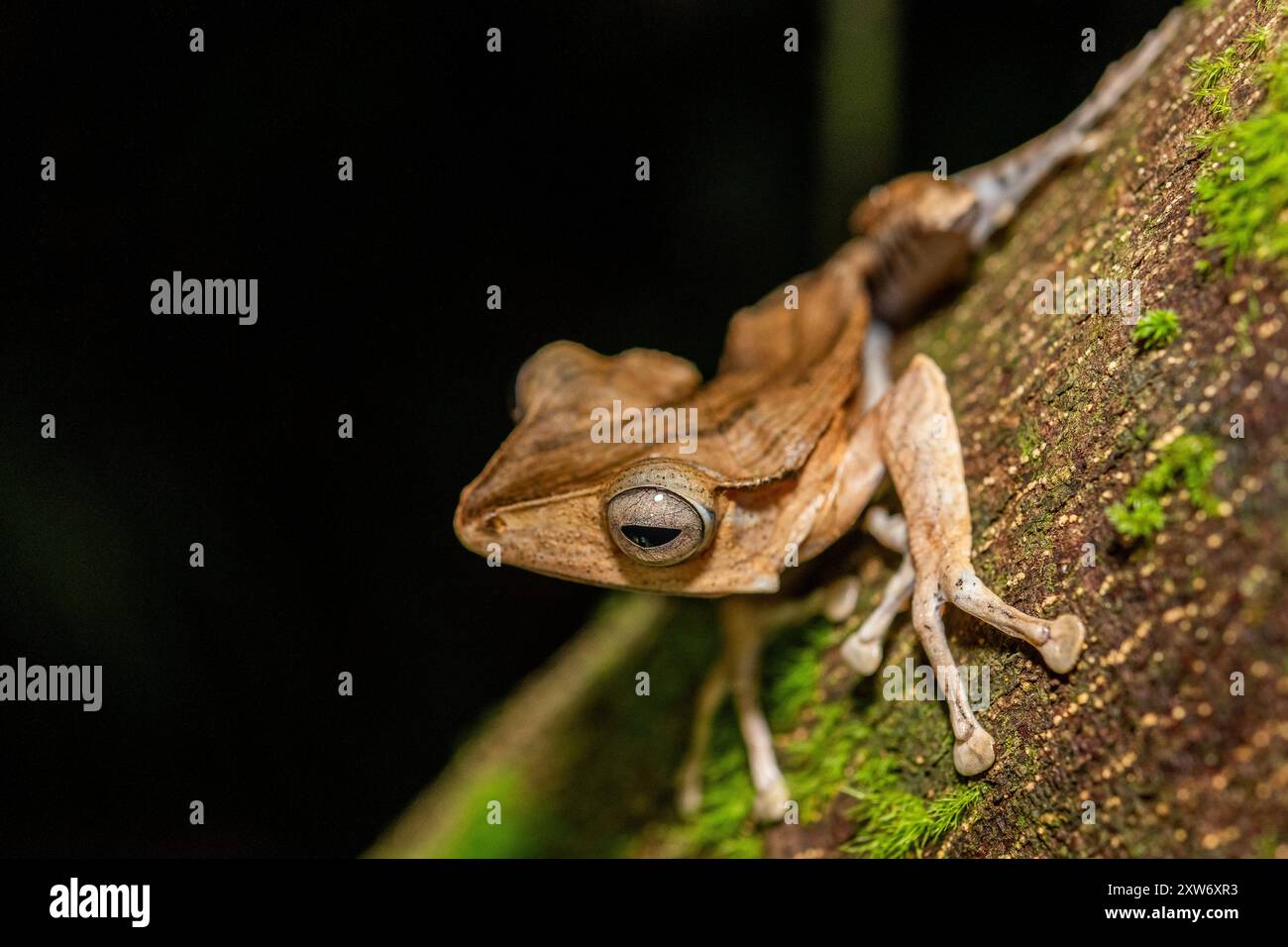 Polypedates otilophus: The File-Eared Tree Frog of Borneo Stock Photo ...