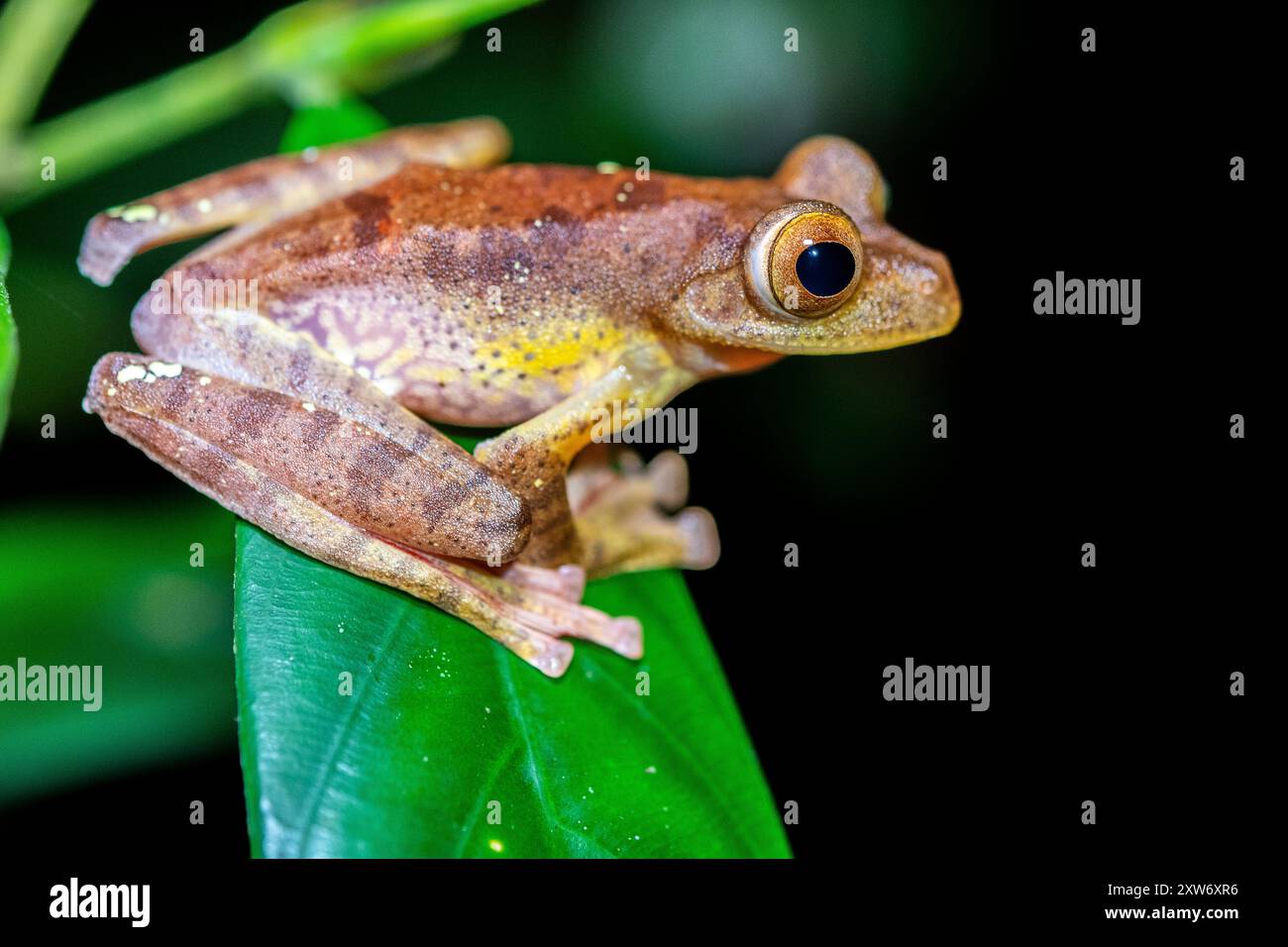 Rhacophorus pardalis: The Harlequin Tree Frog of Southeast Asia Stock ...