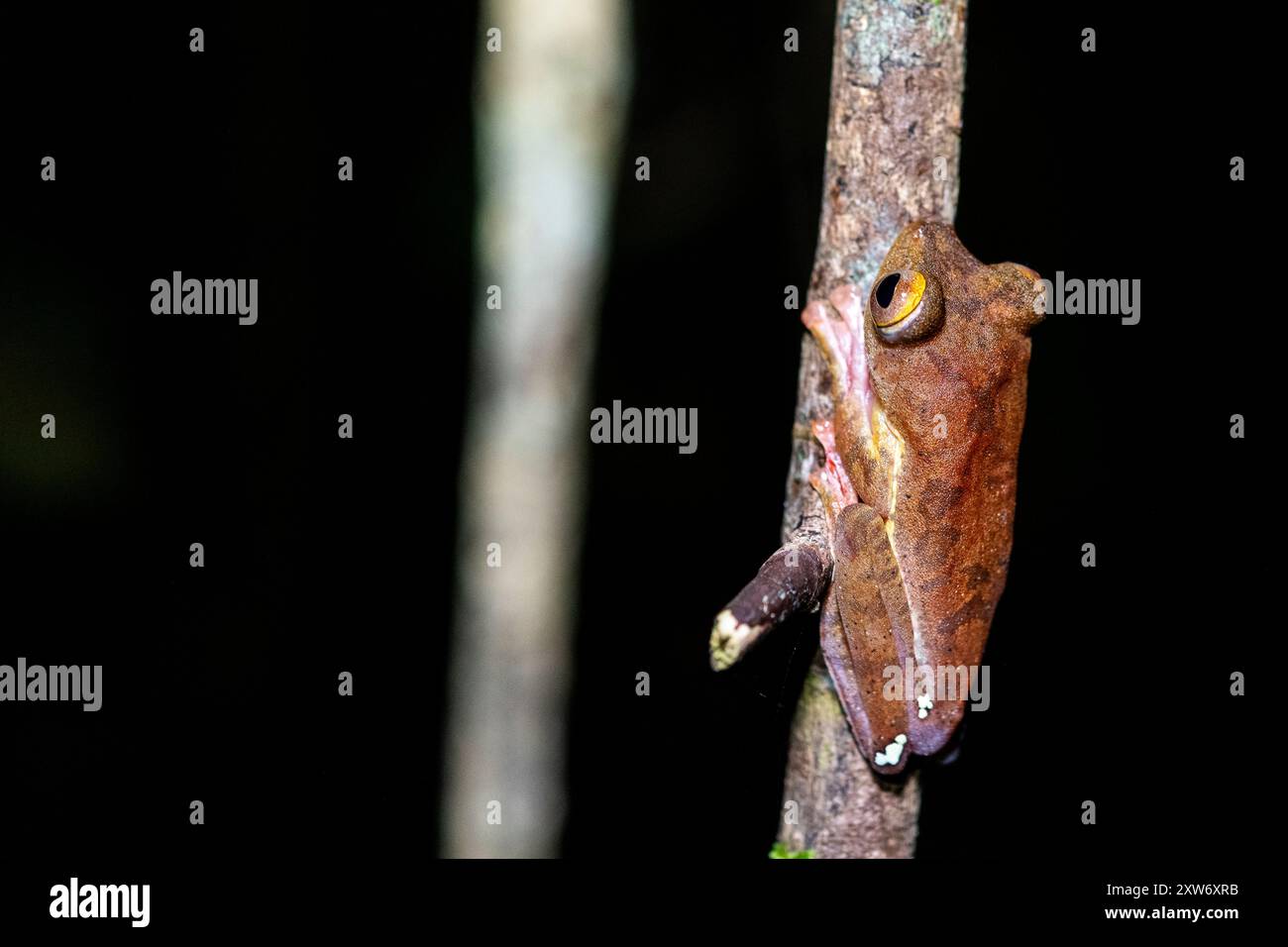 Harlequin Tree Frog Philippines