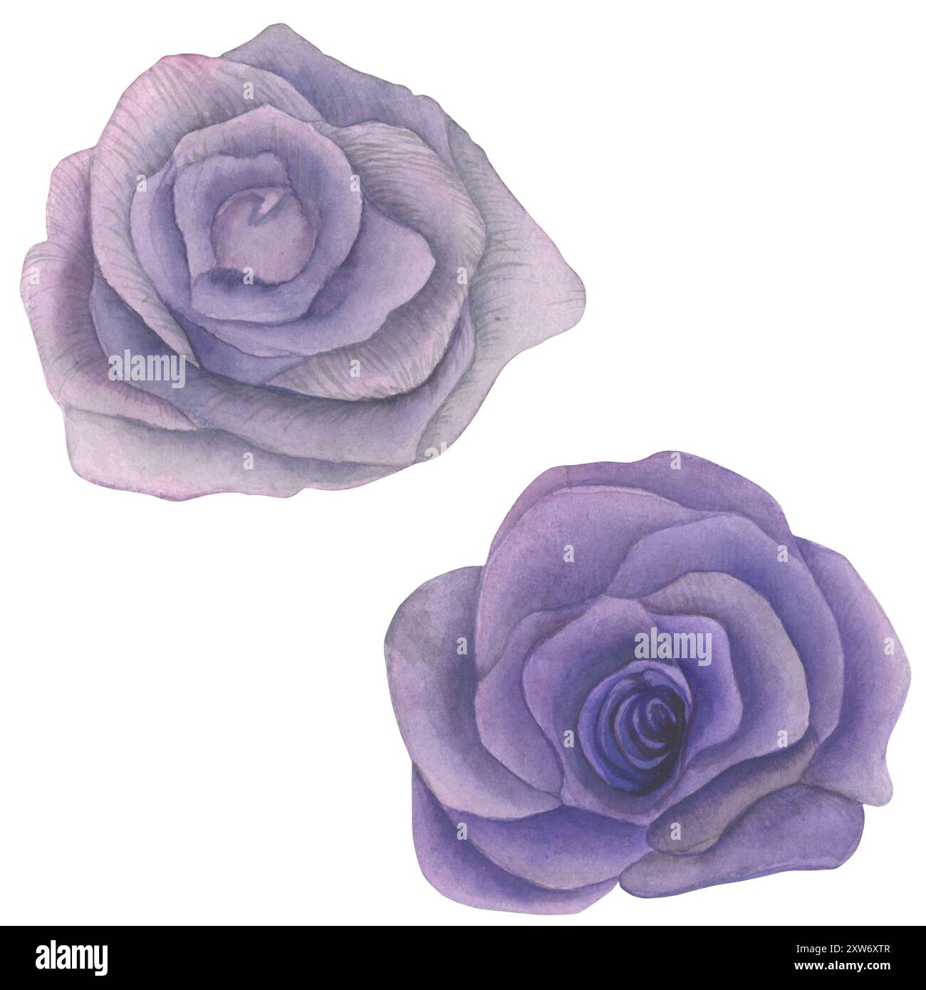 Lilac watercolor rose buds. Set of watercolor illustrations. Hand drawn ...