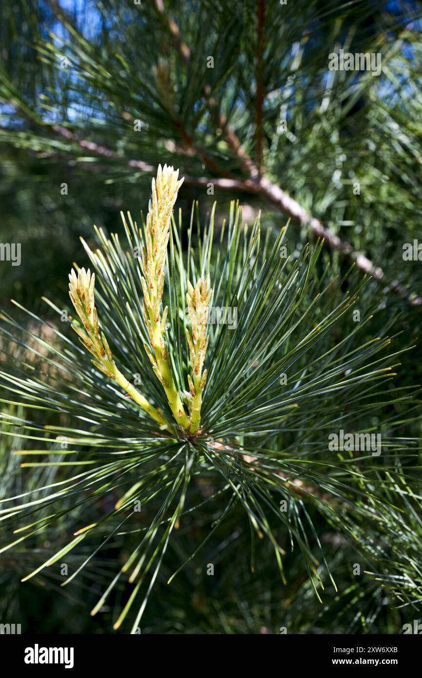 Pinus subgenus strobus hi-res stock photography and images - Alamy