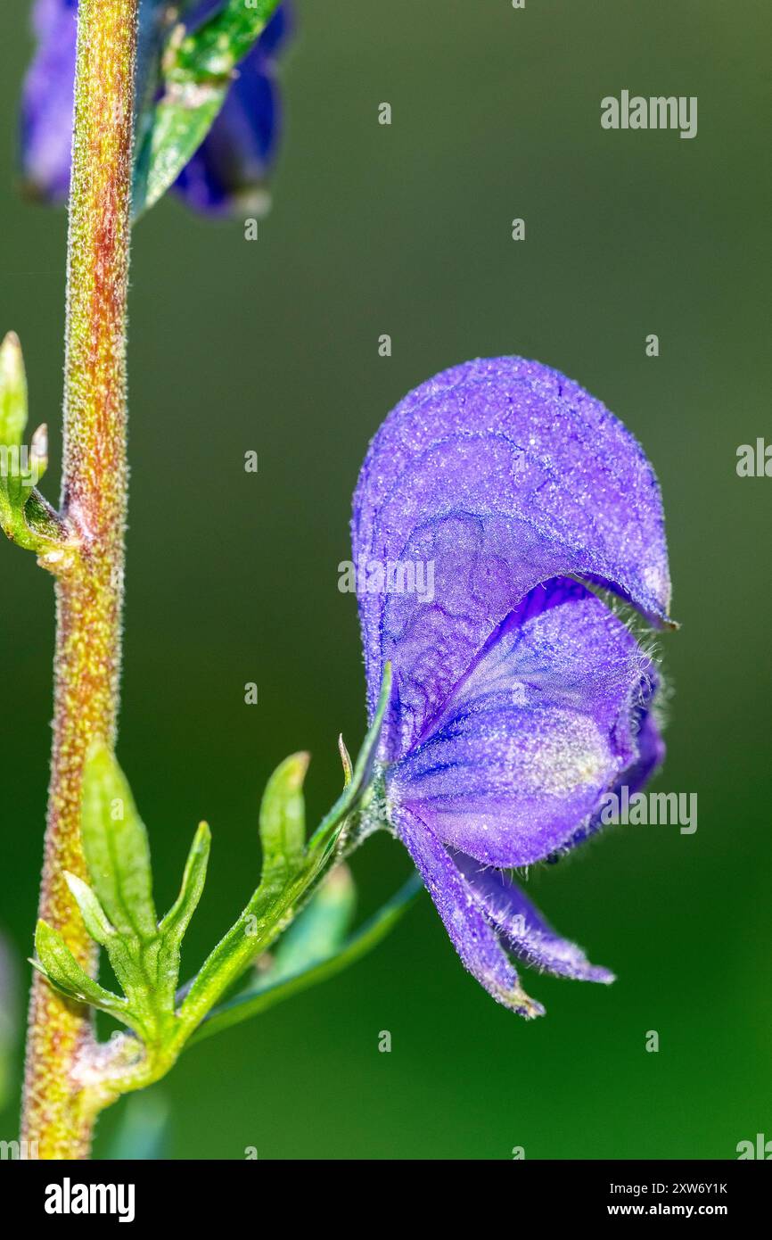 Jupiters helmet hi-res stock photography and images - Alamy