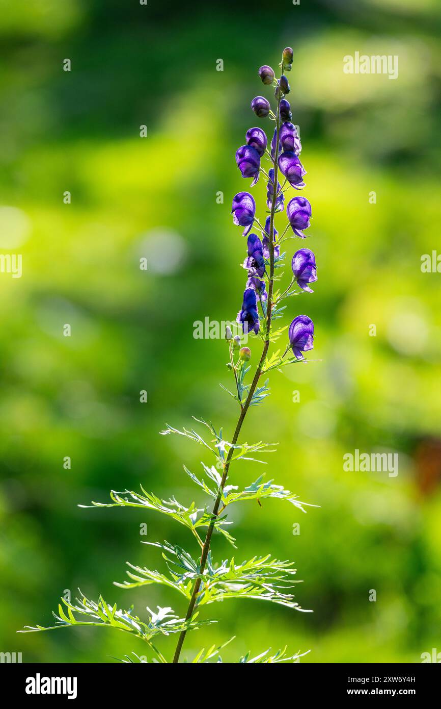 Jupiters helmet hi-res stock photography and images - Alamy