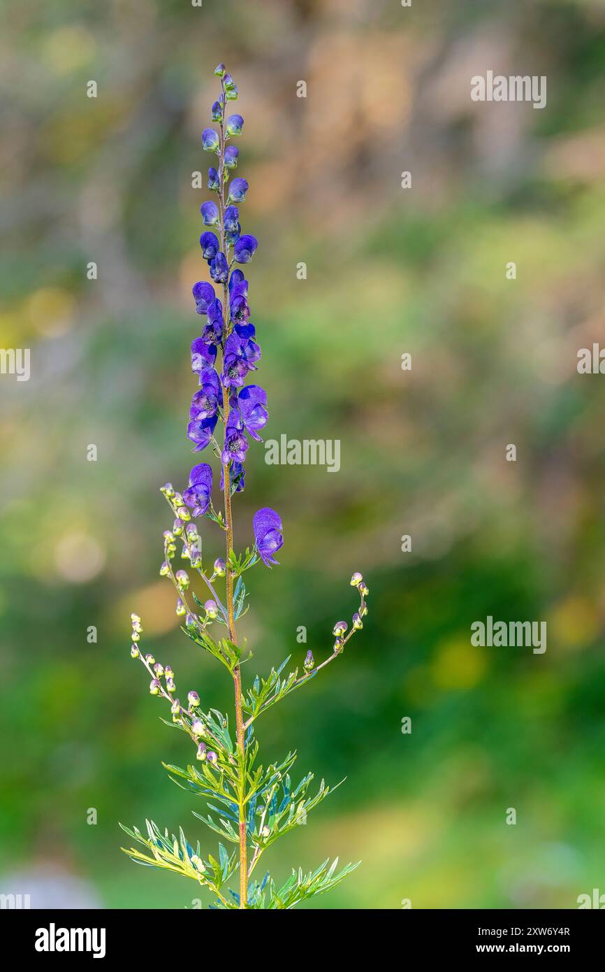 Jupiters helmet hi-res stock photography and images - Alamy
