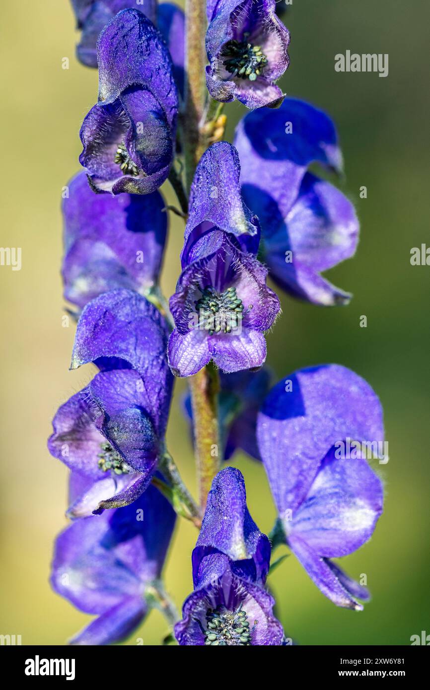 Jupiters helmet hi-res stock photography and images - Alamy