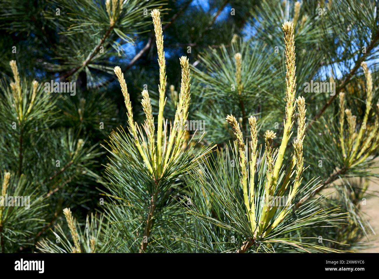 Flowering blooms of Pinus cembra known as Swiss stone pine Arolla ...