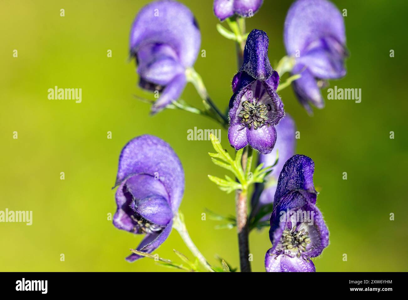 Jupiters helmet hi-res stock photography and images - Alamy
