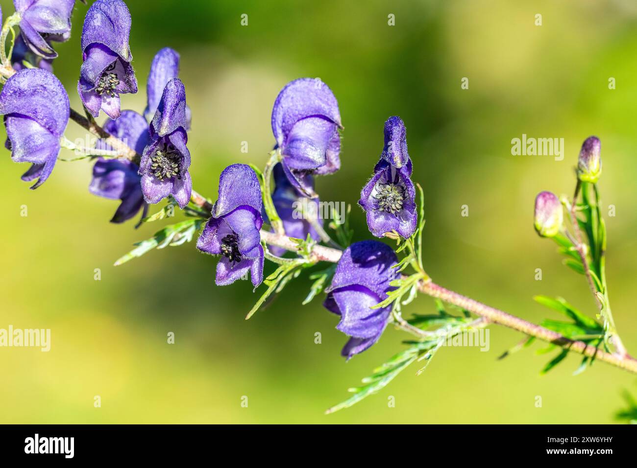 Monkshood or Jupiter's Helmet (Aconitum napellus ssp. vulgare): A ...