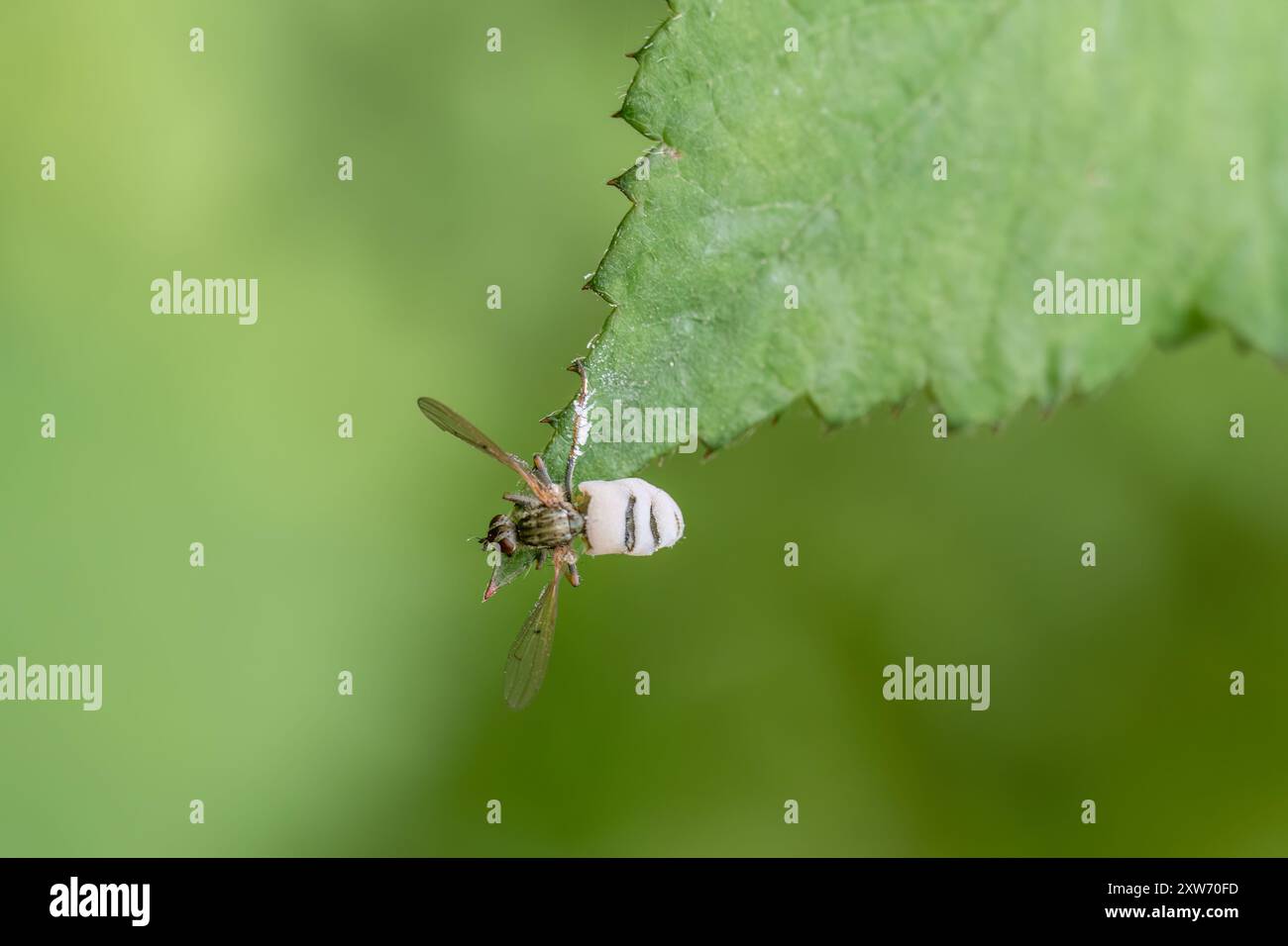 Entomopathogenic fungus infection on a fly Stock Photo - Alamy
