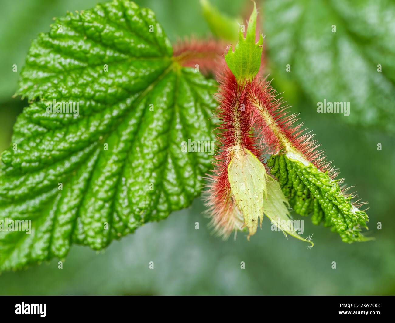 Colourful spring shoots in nature background, May, UK Stock Photo - Alamy
