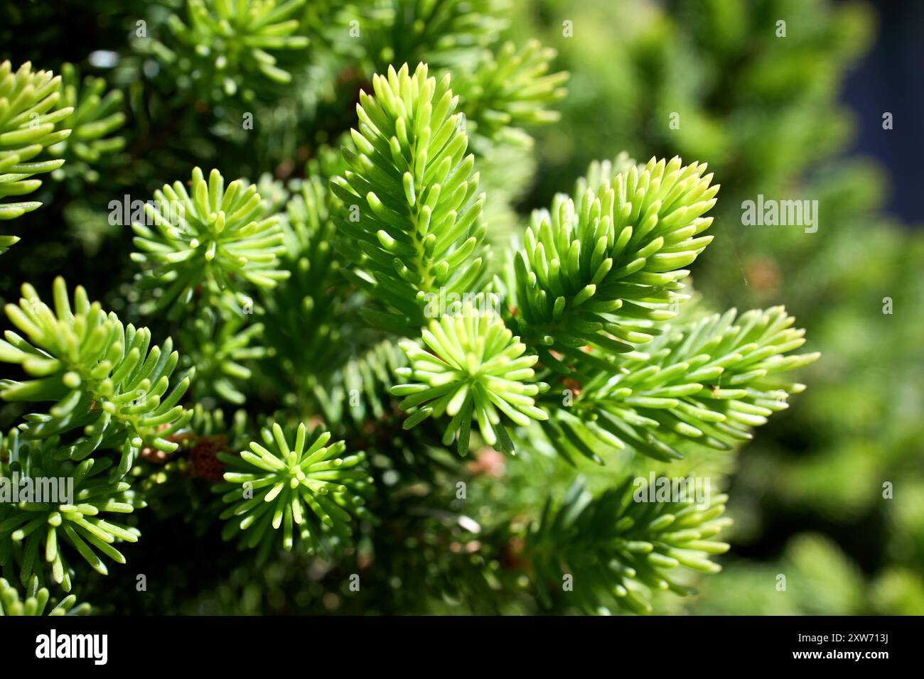 Fir pine endemic tree hi-res stock photography and images - Alamy