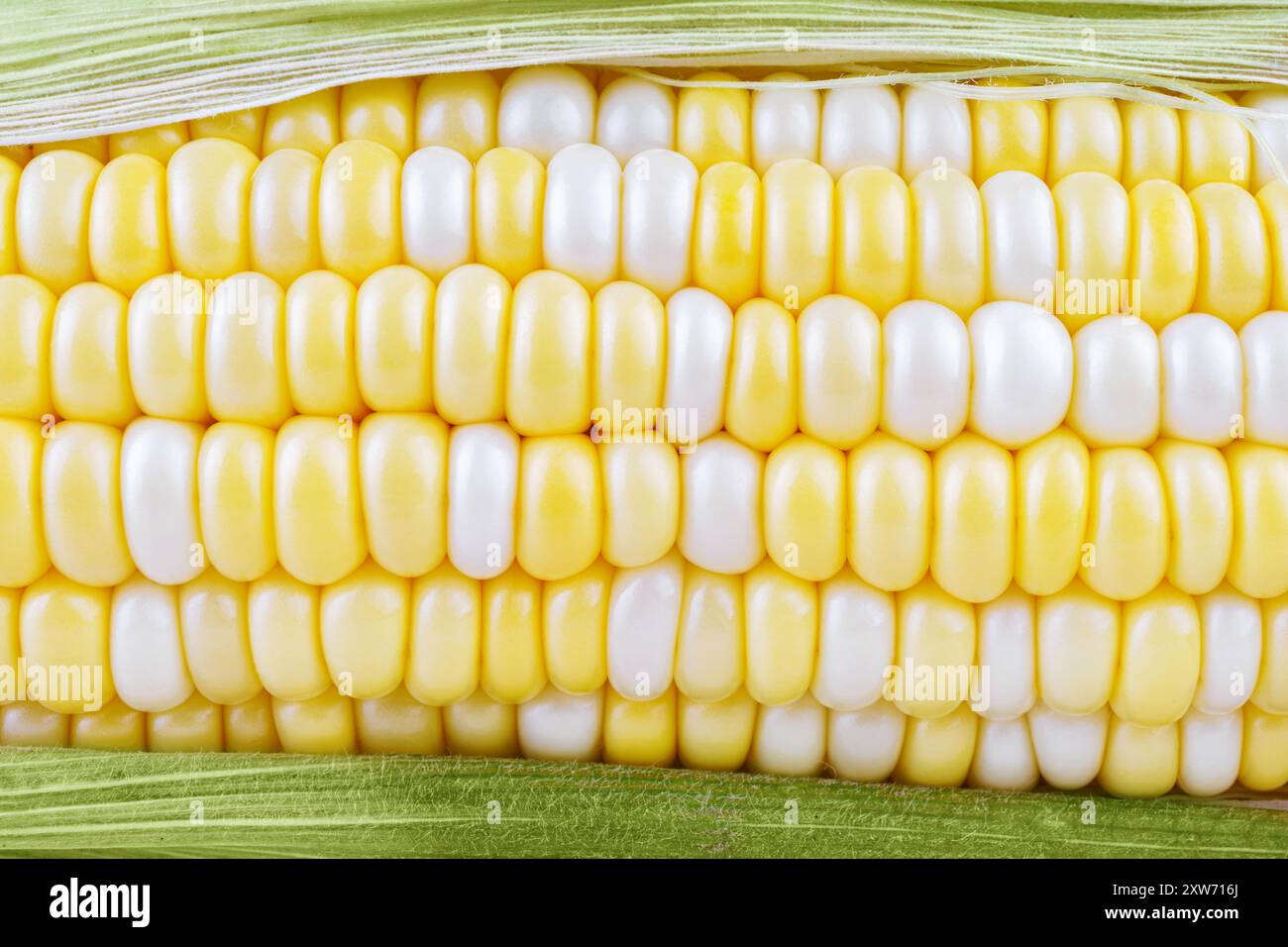 Yellow fresh raw ears of sweet corn diagonal, close up, macro ...