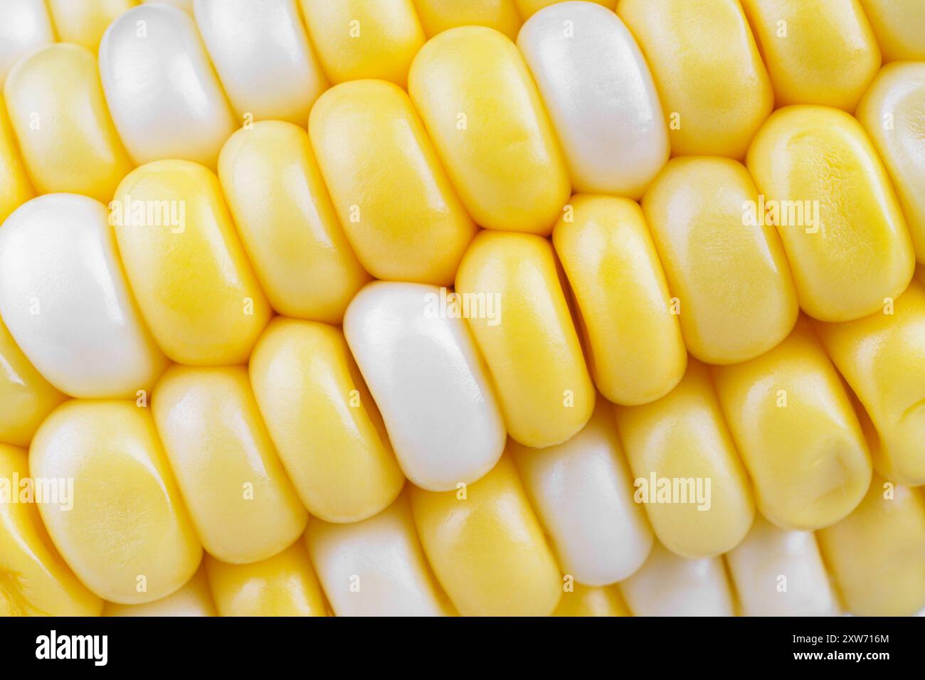 Yellow fresh raw ears of sweet corn diagonal, close up, macro ...