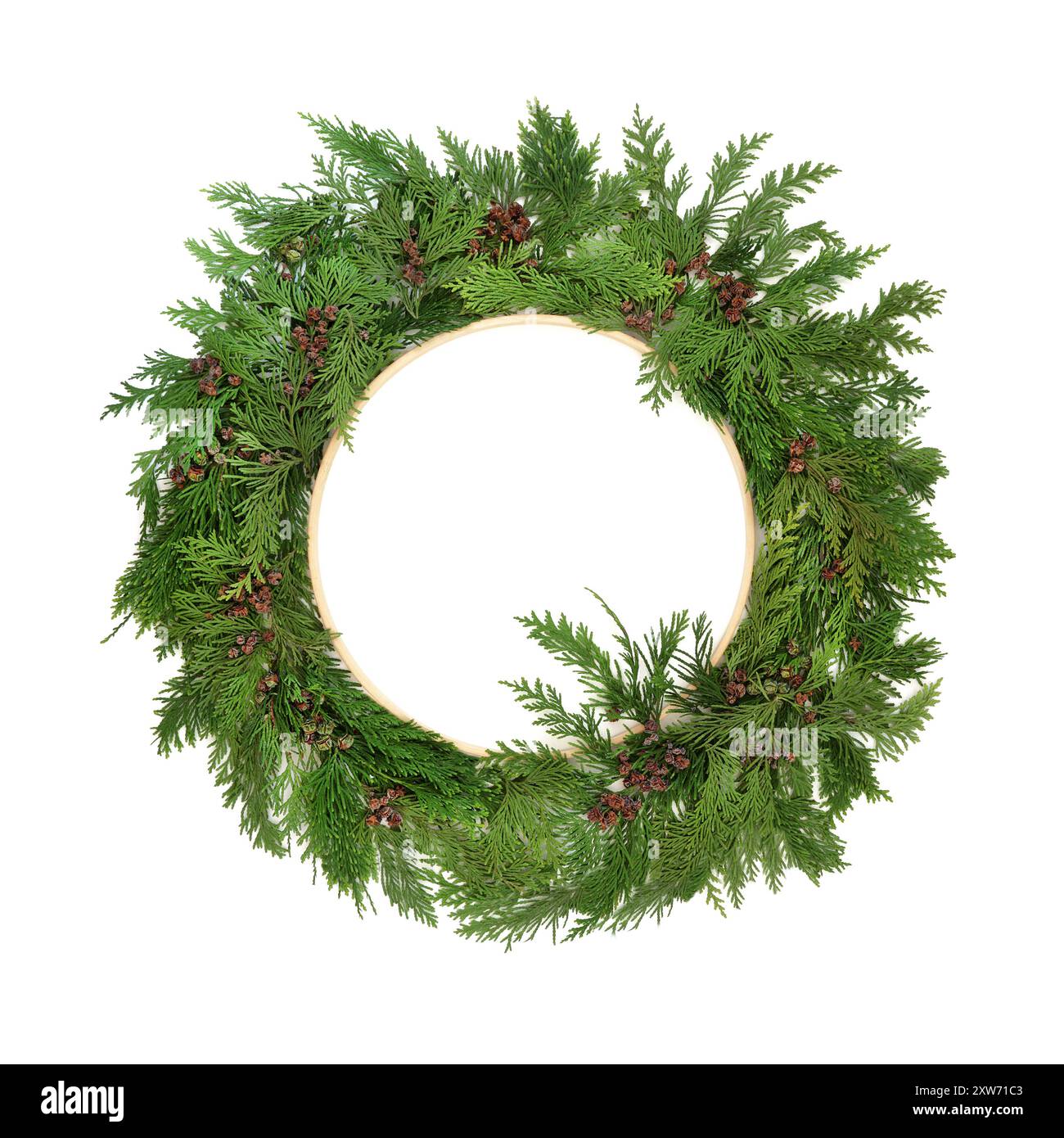 Christmas winter cedar leaf green wreath flora on white background ...