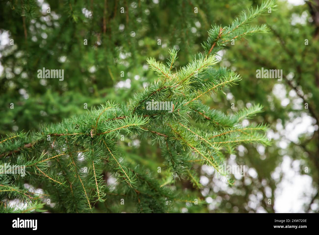 Larch tree growing in hi-res stock photography and images - Alamy