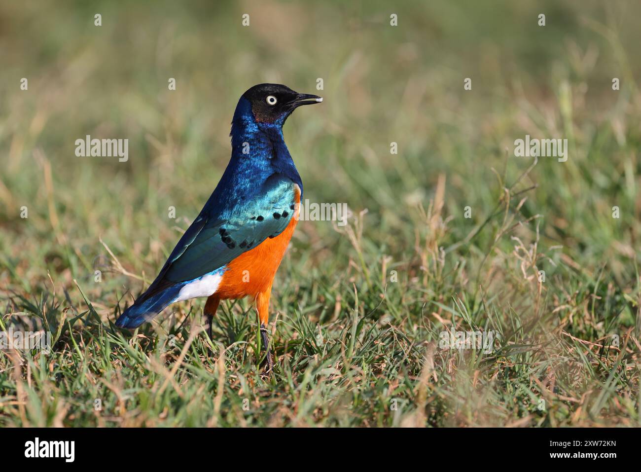 An adult Superb Starling (Lamprotornis superbus) feeding on the ground ...